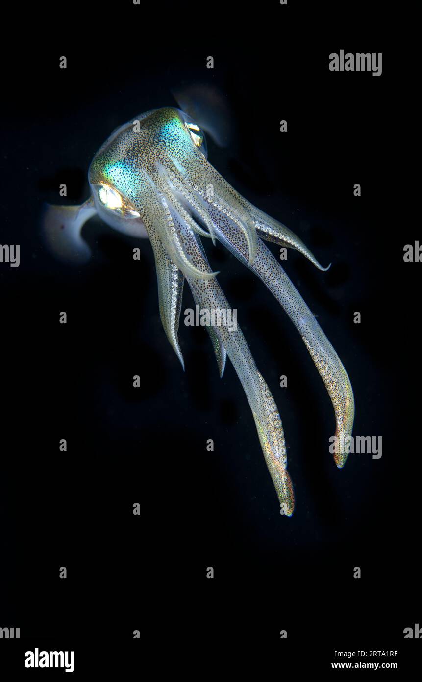 Myopsida squid indonesia hi-res stock photography and images - Alamy