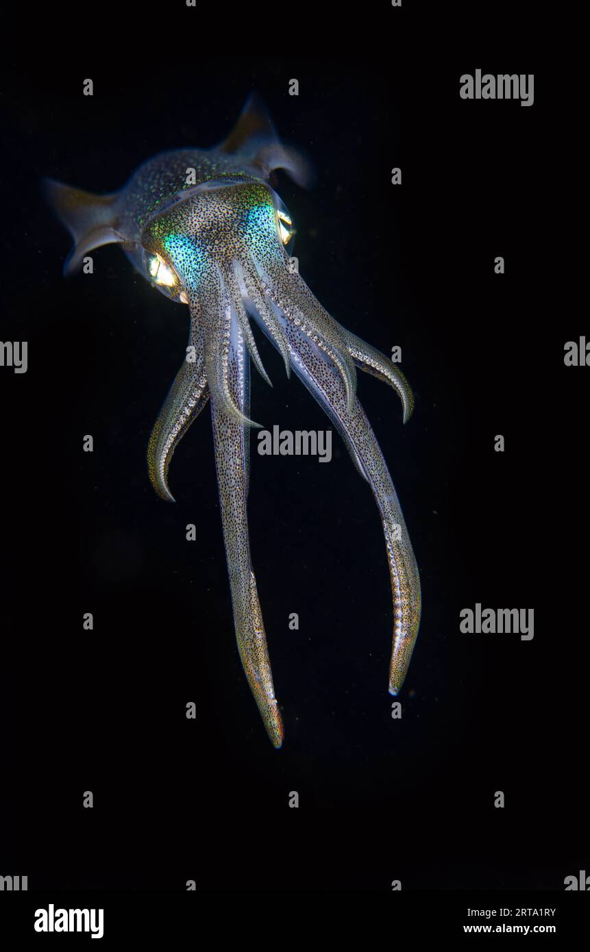Bigfin Reef Squid, Sepioteuthis lessoniana, night dive, Batu Angus dive ...