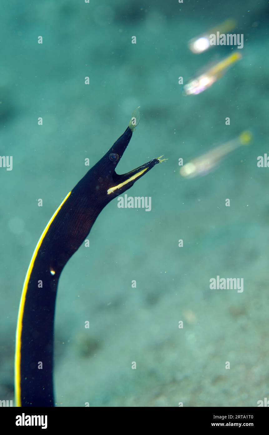 Juvenile Ribbon Eel, Rhinomuraena quaesita, with small fish prey in ...