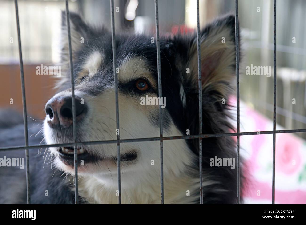 Alaska sled dog in a cage Stock Photo - Alamy