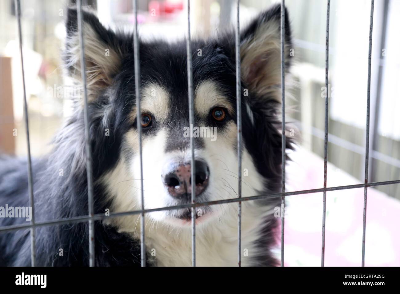 Imprisoned dog hi-res stock photography and images - Alamy
