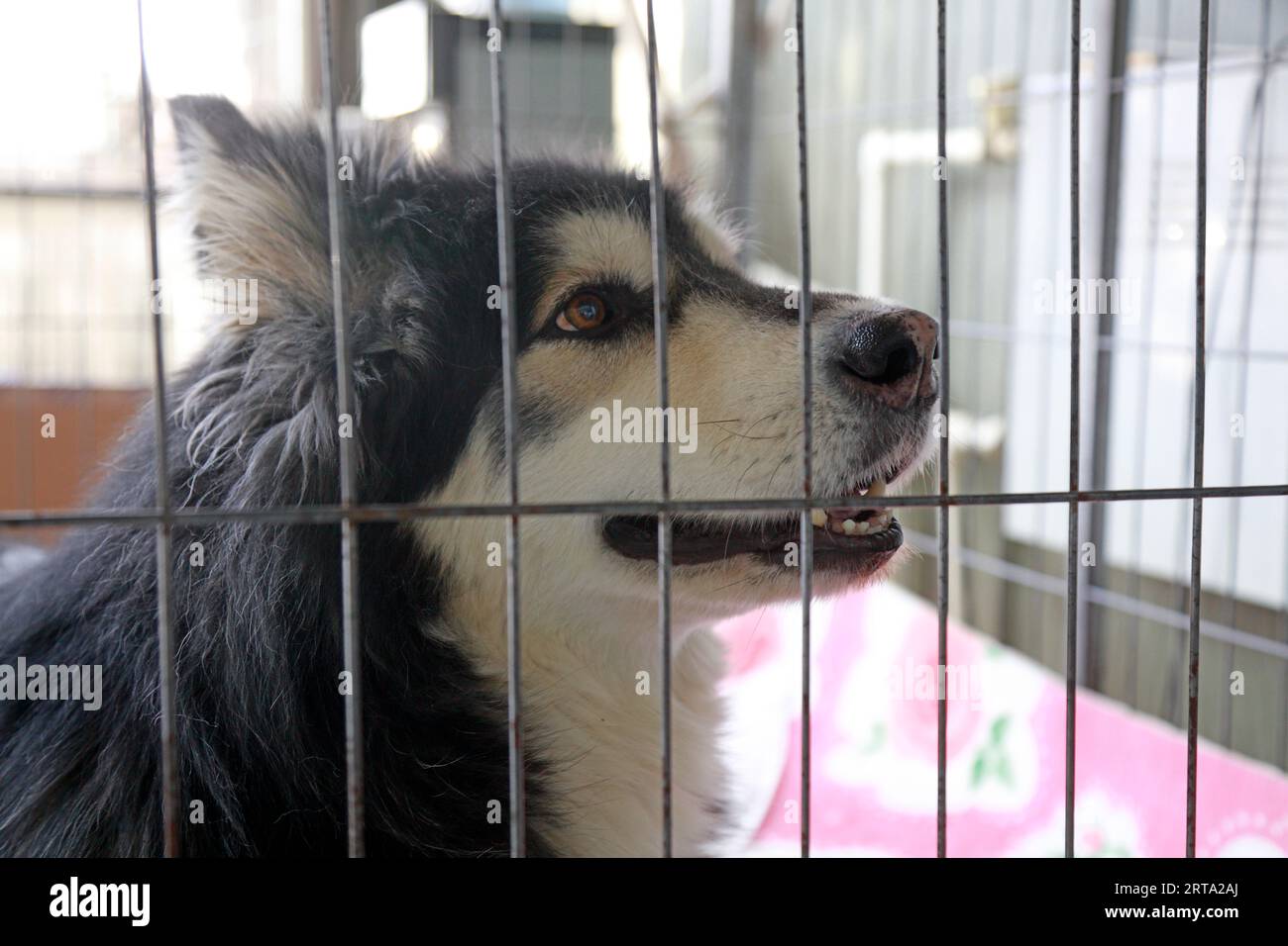Alaska sled dog in a cage Stock Photo - Alamy
