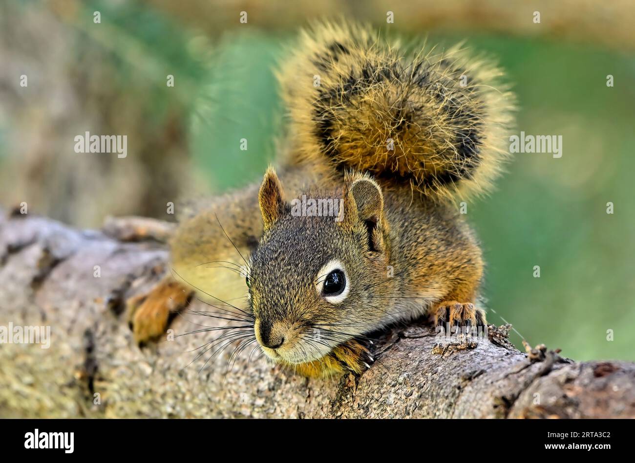 A wild Red Squirrel " Tamiasciurus hudsonicus", resting on a spruce ...