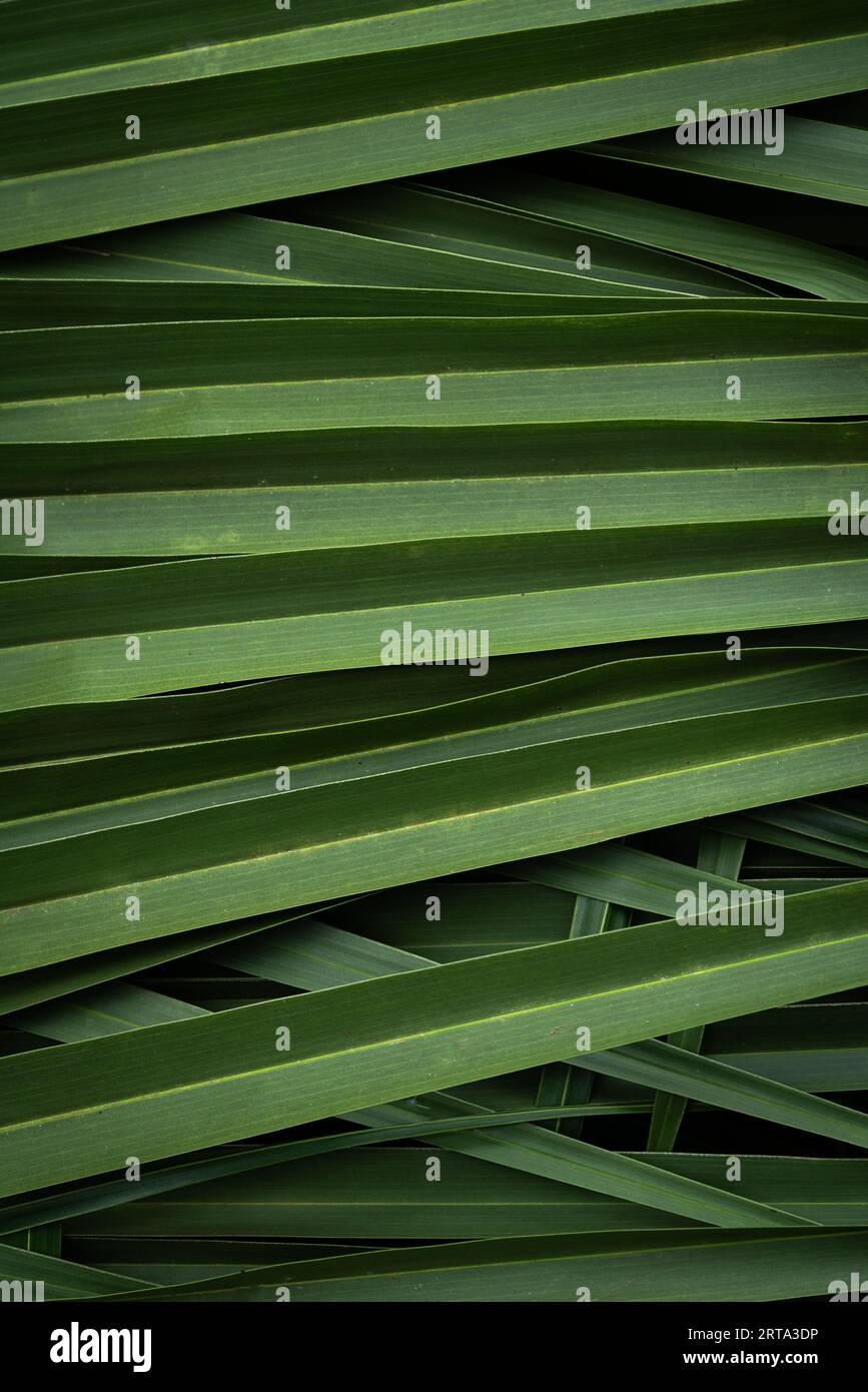 Coconut leaves texture hi-res stock photography and images - Alamy