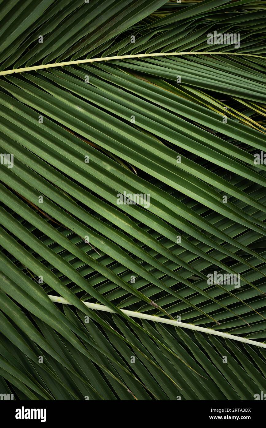 Coconut Tree Leaves Texture