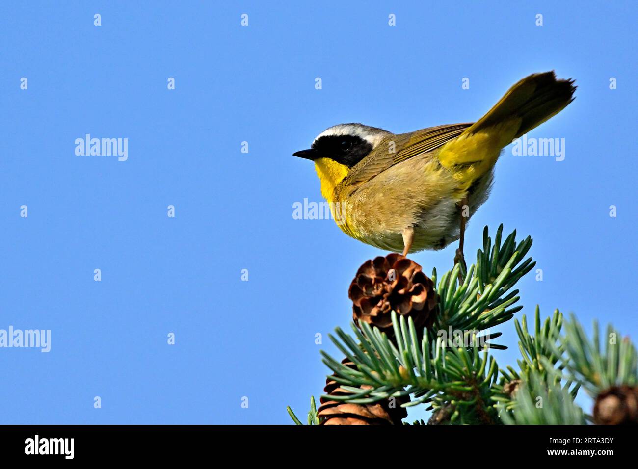 A Common Yellow-throat Warbler male "Geothlypis trichas", looking back ...