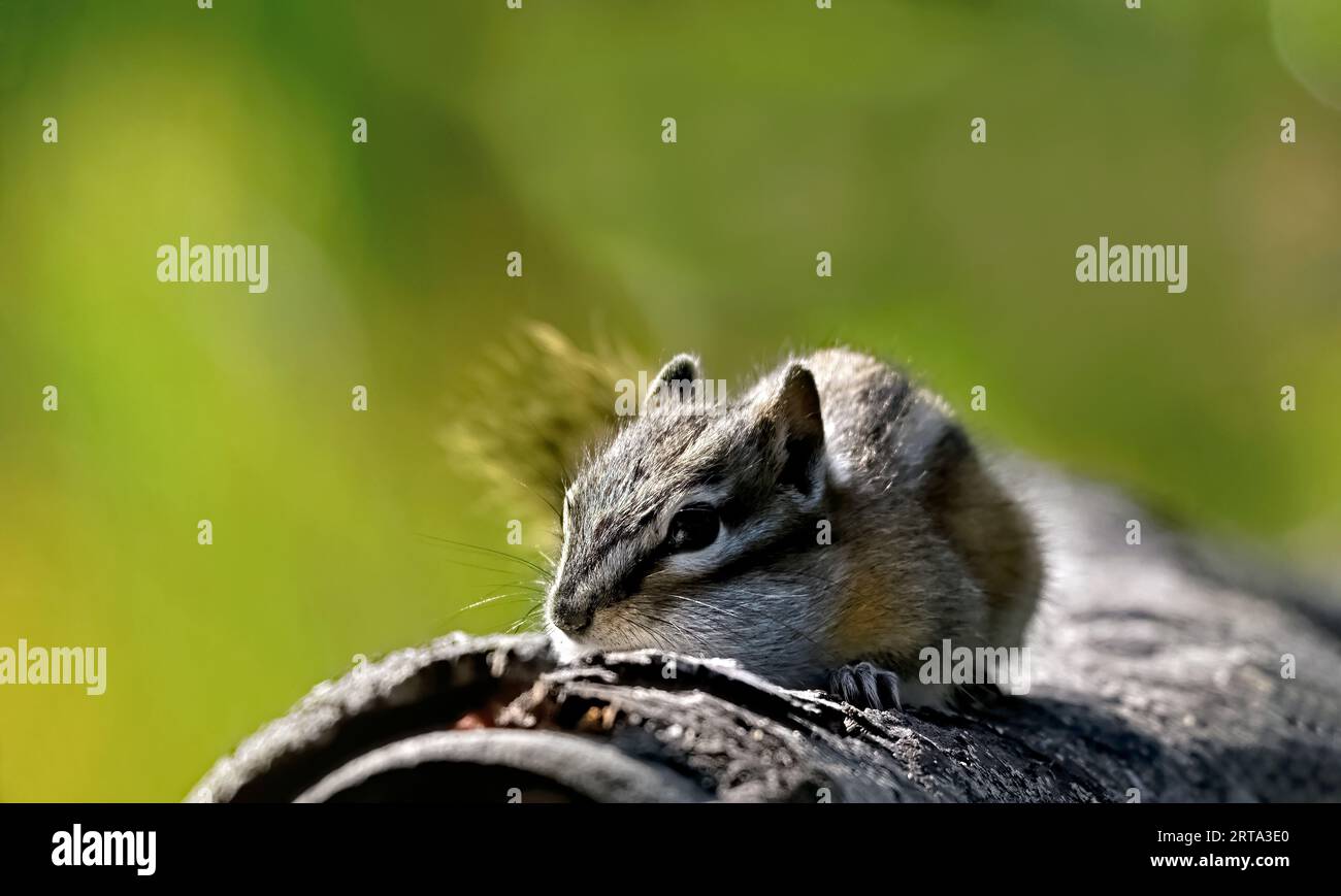 A tiny Least Chipmunk "Eutamias minimus", laying on a fallen tree in ...