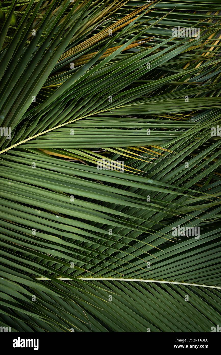 Coconut leaves texture hi-res stock photography and images - Alamy