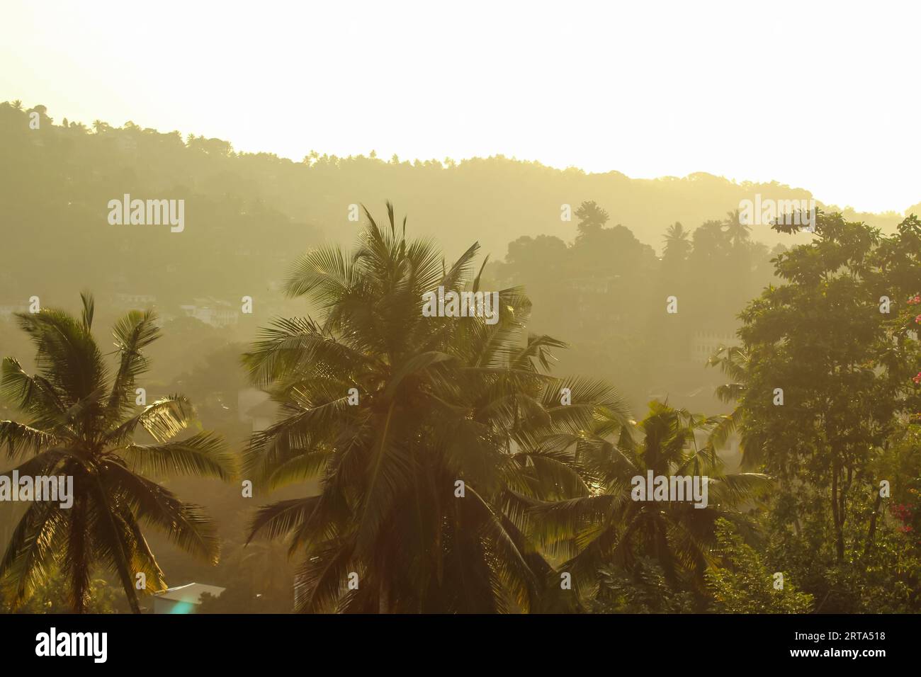Magical light at the jungles in Kandy, Sri Lanka in the early morning ...