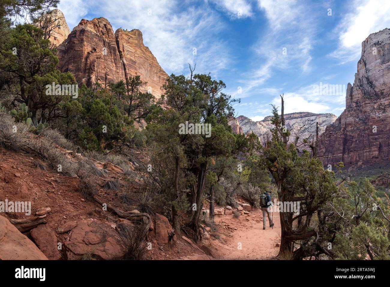 Landscape where a tree frames the hiking trail in Zion National Park ...
