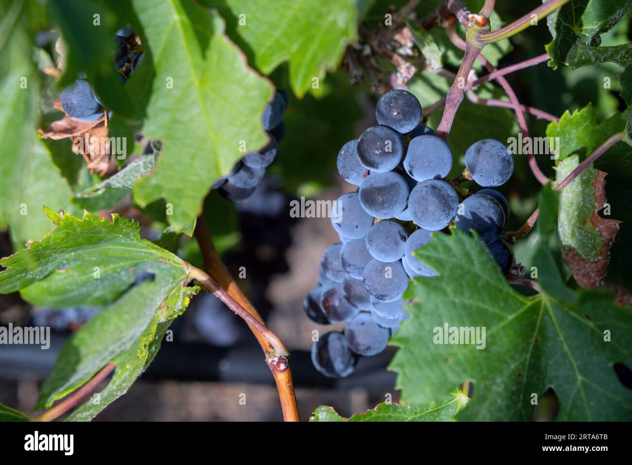 The clusters of ripe grapes growing on lush green branches of a ...