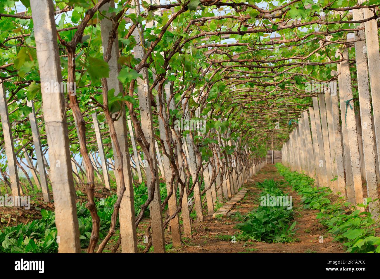 grape seedlings are in the greenhouse Stock Photo - Alamy