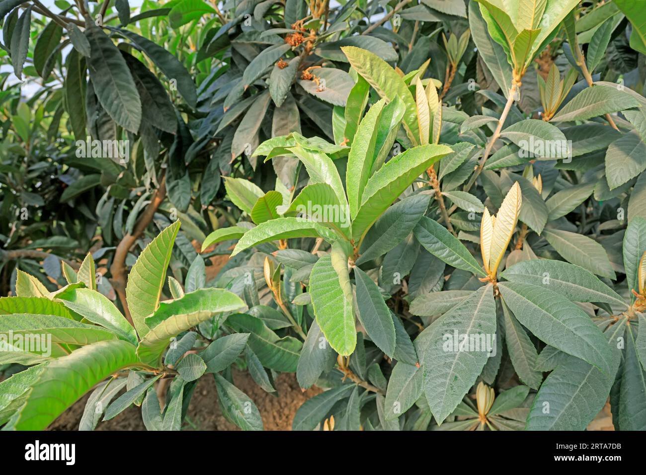 Loquat greenhouse hi-res stock photography and images - Alamy