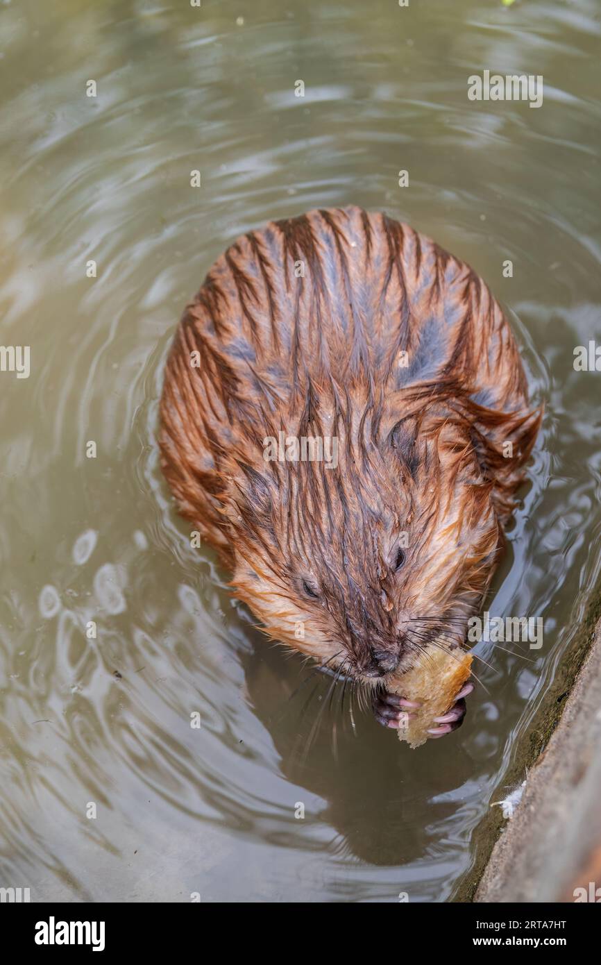 Wild animal Muskrat, Ondatra zibethicuseats, eats on the river bank. Muskrat, Ondatra zibethicus ...