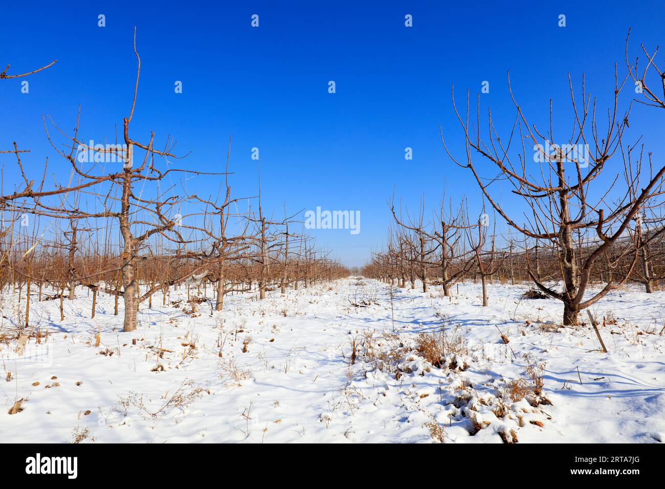 Dead cherry fruit tree hi-res stock photography and images - Alamy