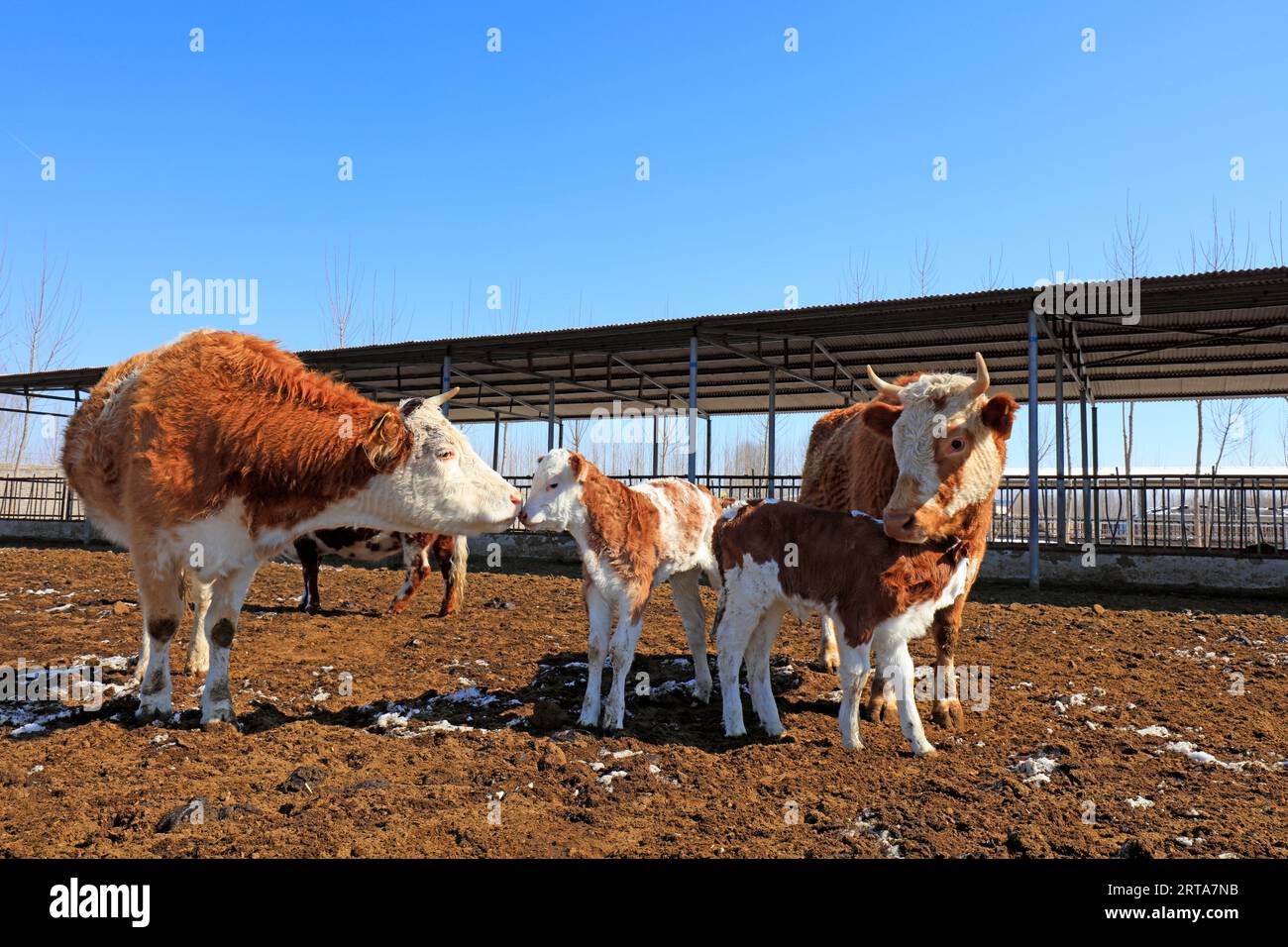 Beef cattle in a farm Stock Photo - Alamy