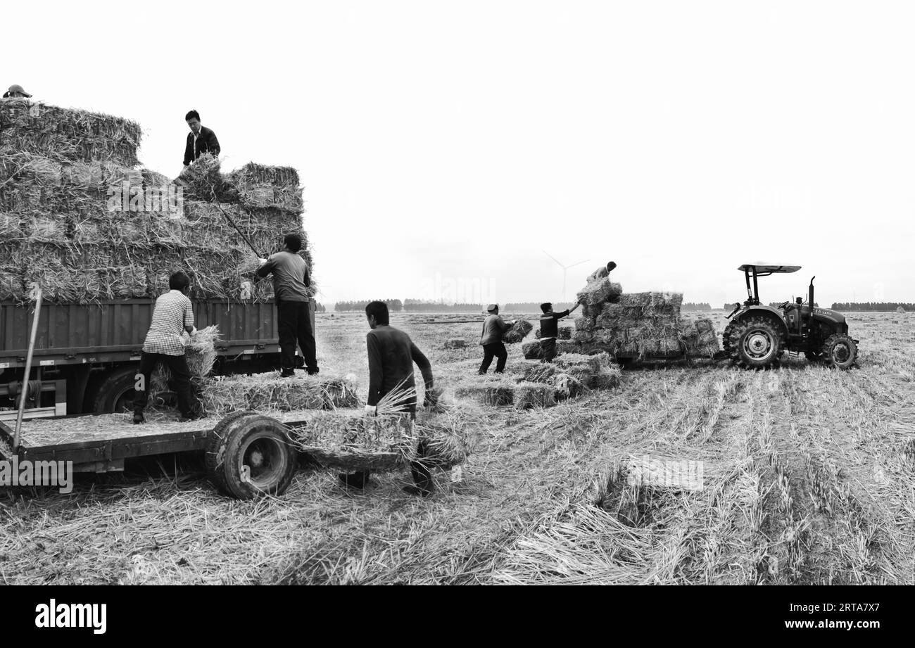 A grayscale of Farmers in China working after the autumn harvest Stock ...