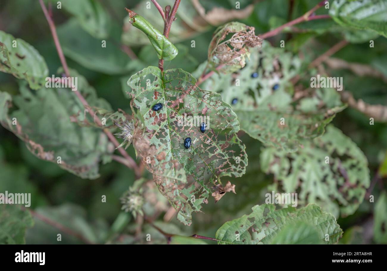 Blue shiny bug beetle eating leaves and traces of its violent activity ...