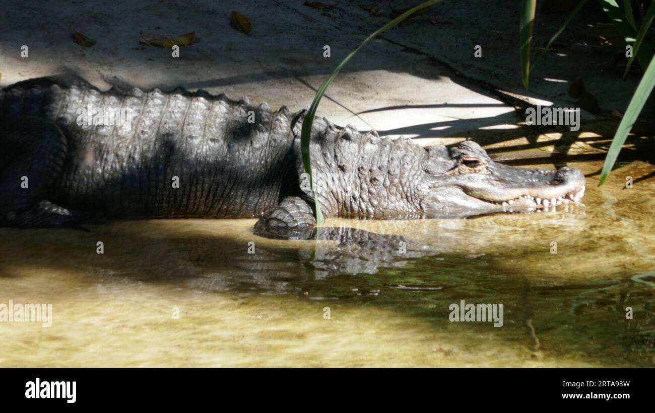 Los Angeles, California, USA 30th August 2023 American Alligator at LA ...