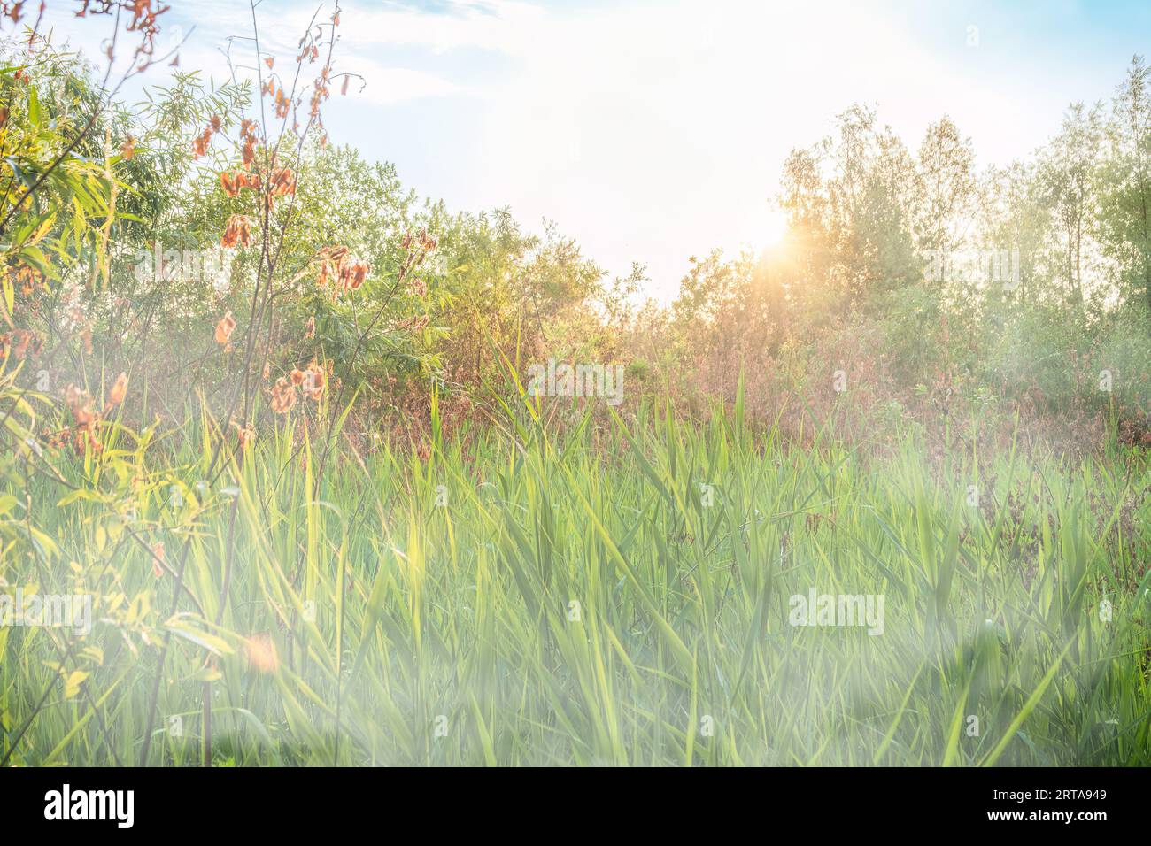 Green, juicy grass grow on the shore of the lake in dense fog. The ...