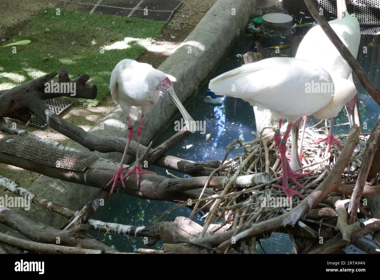 Los Angeles, California, USA 30th August 2023 Spoonbill Birds in Aviary ...