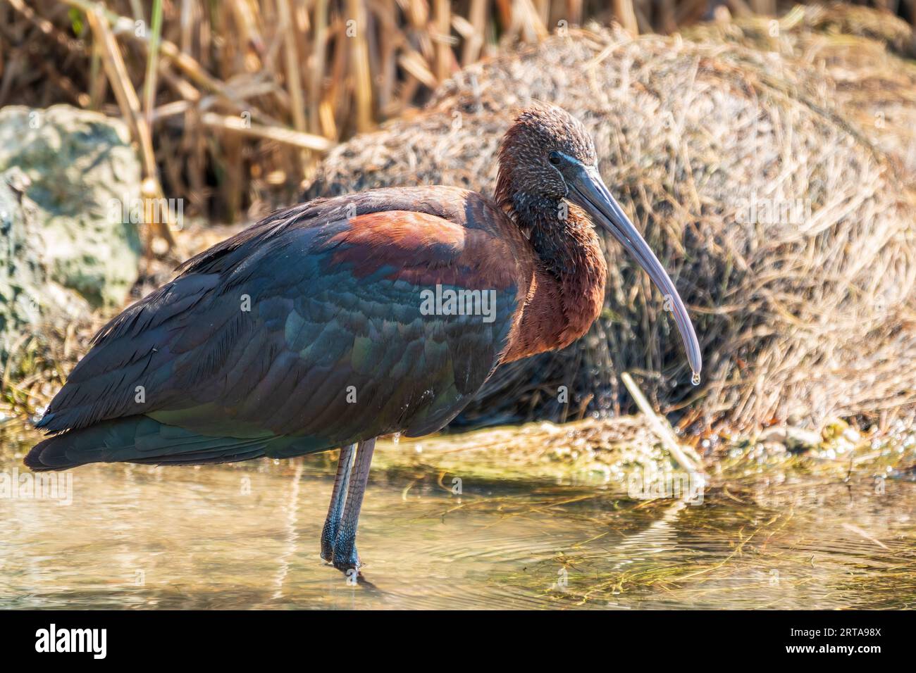 The glossy ibis, latin name Plegadis falcinellus, searching for food in ...