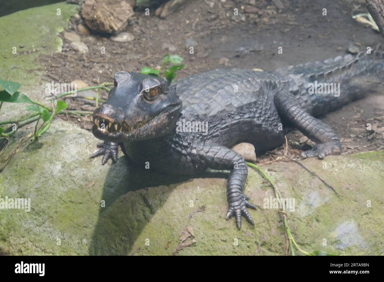 Los Angeles, California, USA 20th July 2023 Dwarf Caiman in Rainforest ...