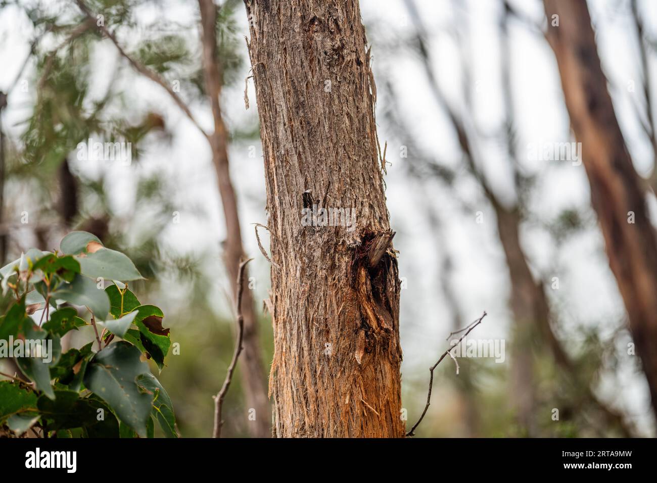 gumtree trunk and roots in the australian bush Stock Photo - Alamy