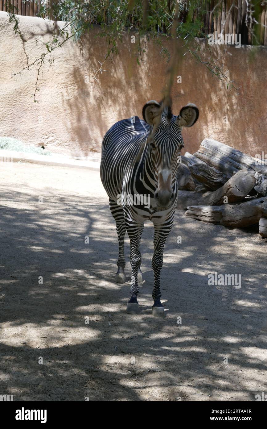 Los Angeles, California, USA 30th August 2023 GrevyÕs Zebra at LA Zoo ...