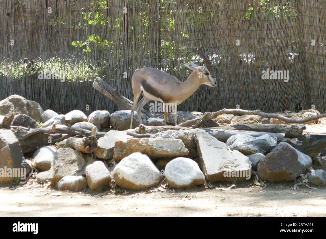 Los Angeles, California, USA 30th August 2023 SpekeÕs Gazelle at LA Zoo ...