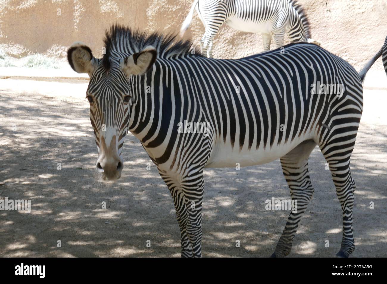 Los Angeles, California, USA 30th August 2023 GrevyÕs Zebra at LA Zoo ...