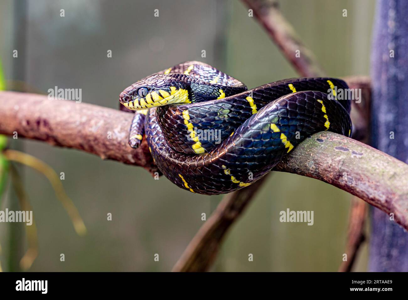 A close-up of a long Mangrove cat snake coiled on a branch Stock Photo ...