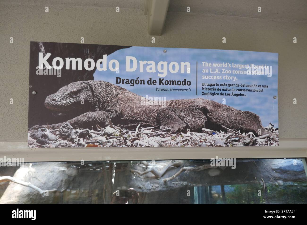 Los Angeles, California, USA 30th August 2023 Komodo Dragon Exhibit at ...