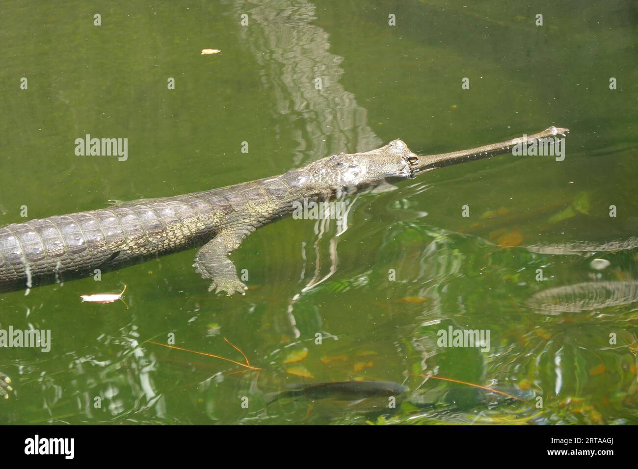 Los Angeles, California, USA 30th August 2023 Indian Gharial at LA Zoo ...
