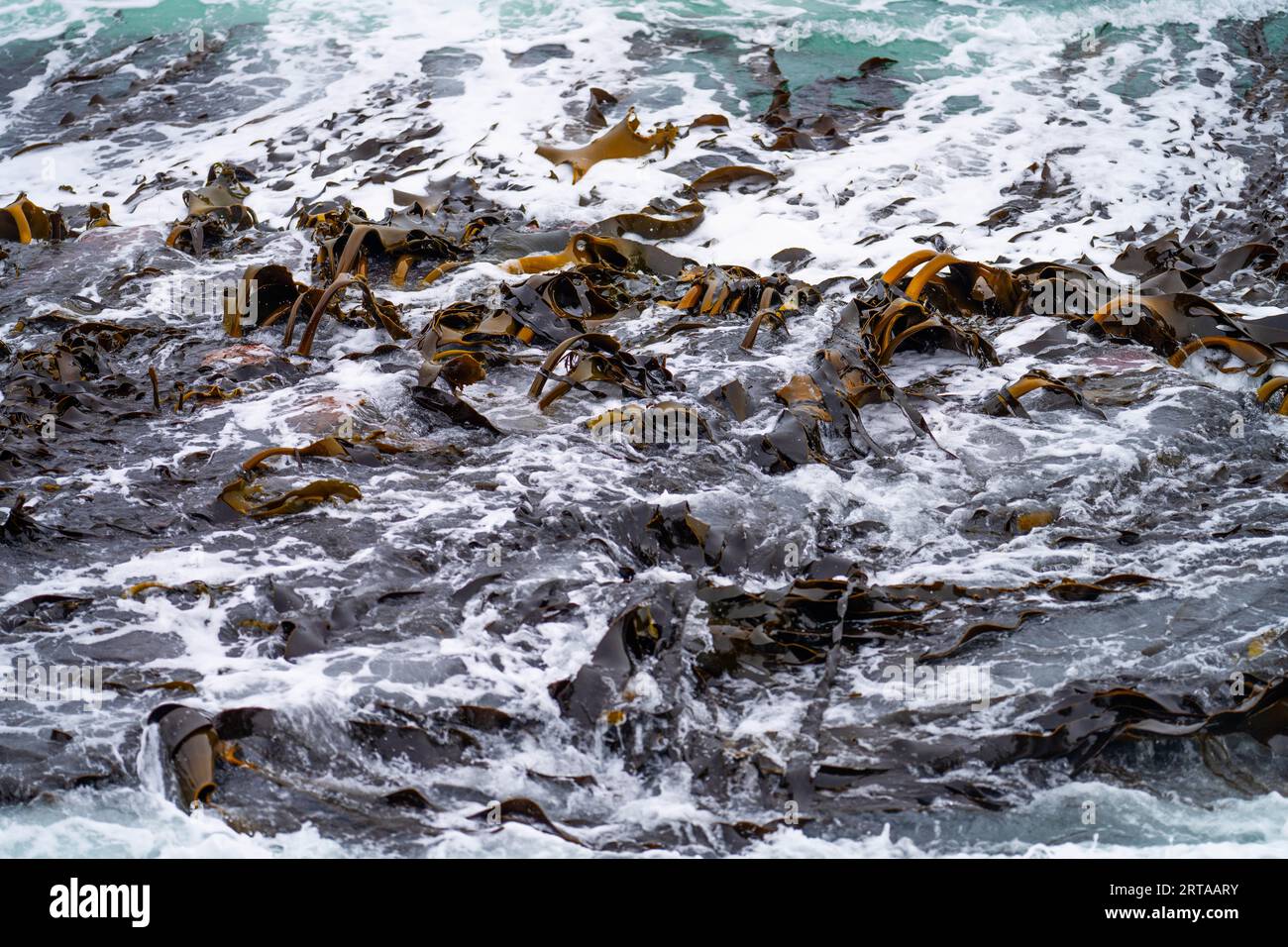 Seaweed and bull kelp growing on rocks in the ocean in australia. Waves ...