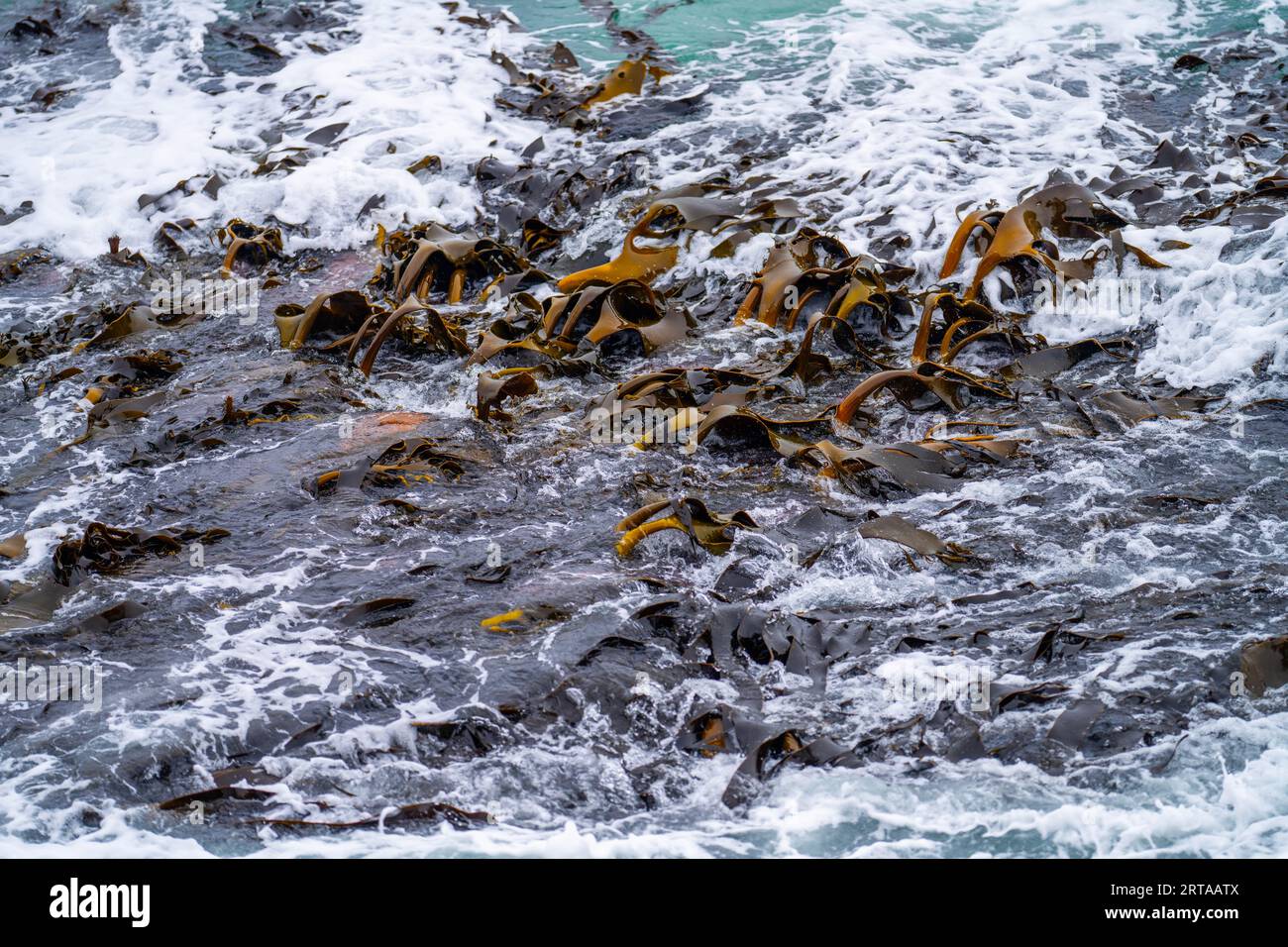 Seaweed and bull kelp growing on rocks in the ocean in australia. Waves ...