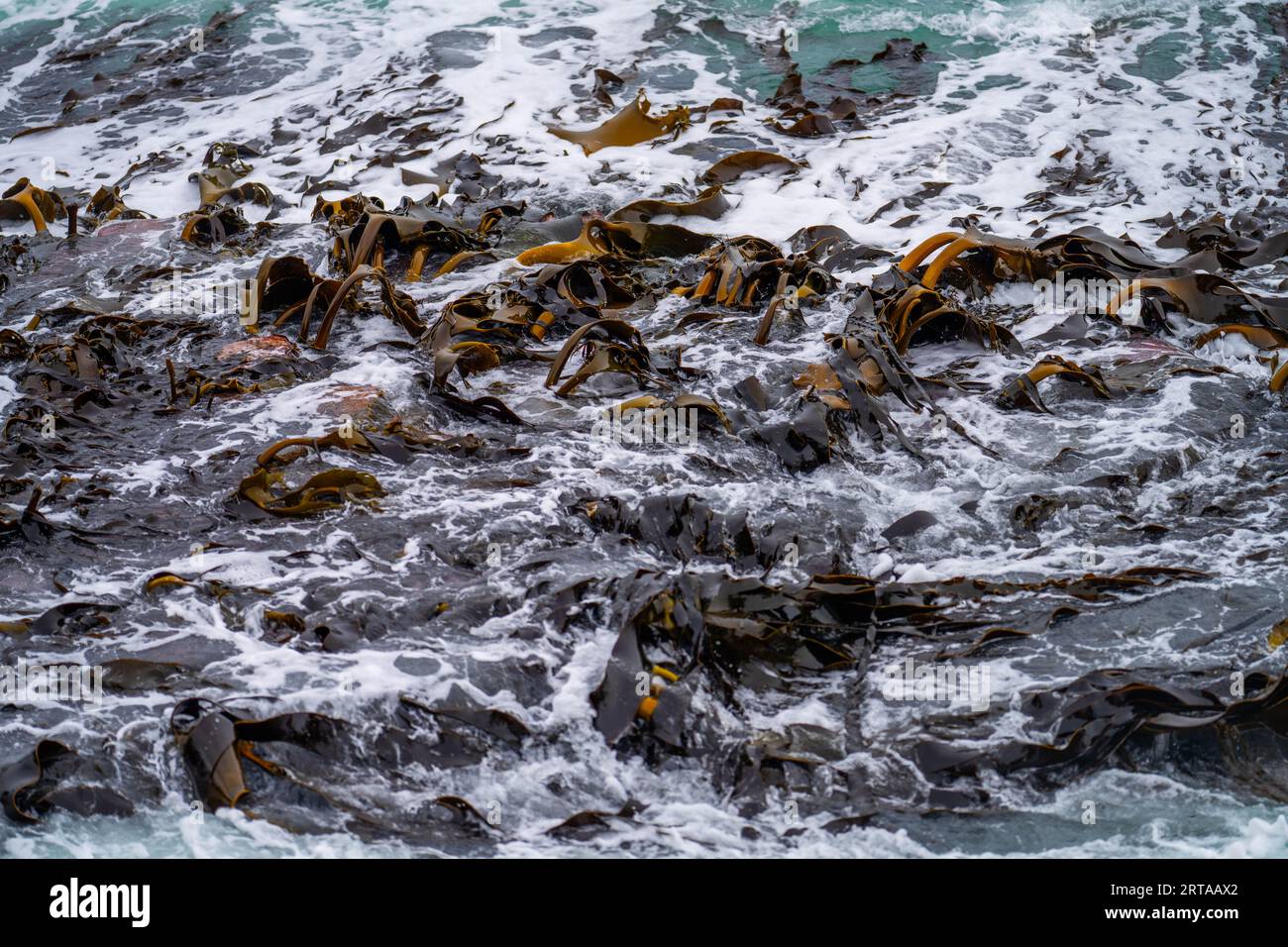 Seaweed and bull kelp growing on rocks in the ocean in australia. Waves ...