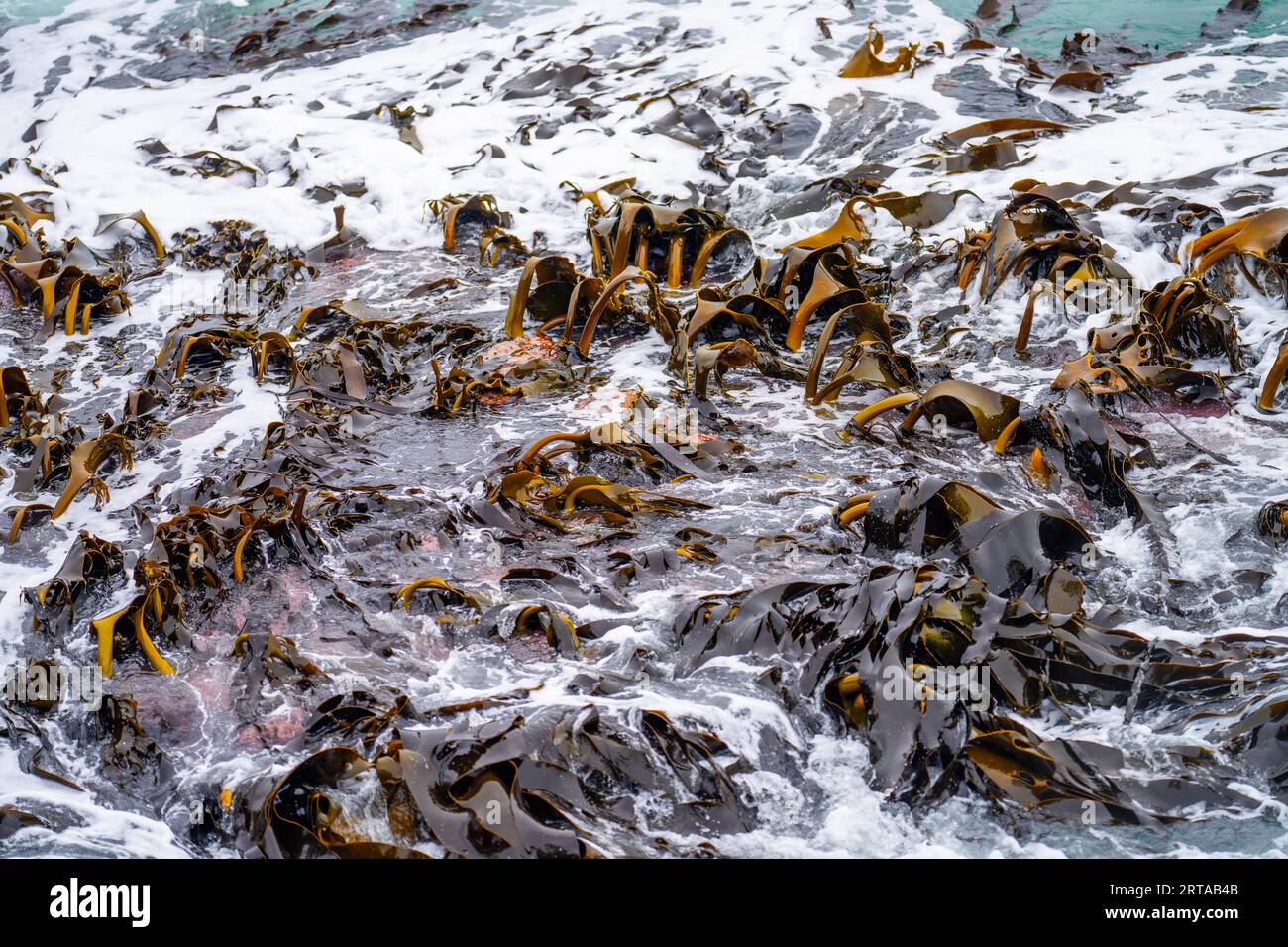 Bull kelp seaweed growing on rocks. Edible sea weed ready to harvest in ...