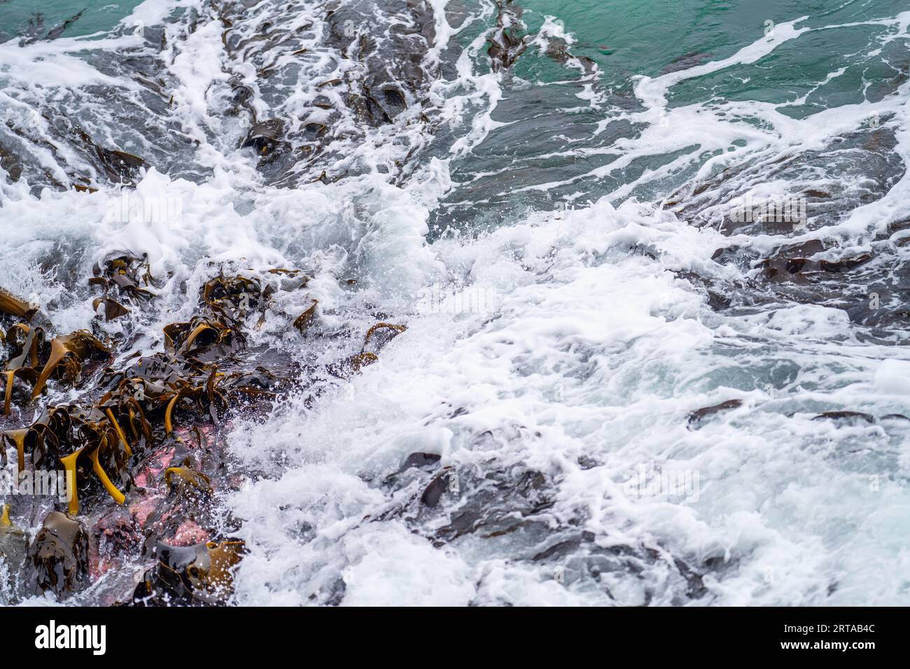 Seaweed and bull kelp growing on rocks in the ocean in australia. Waves ...