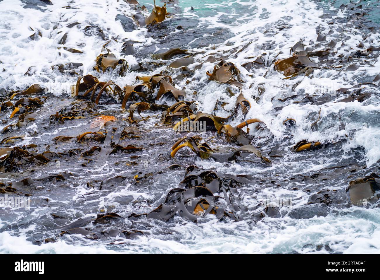 Seaweed and bull kelp growing on rocks in the ocean in australia. Waves ...