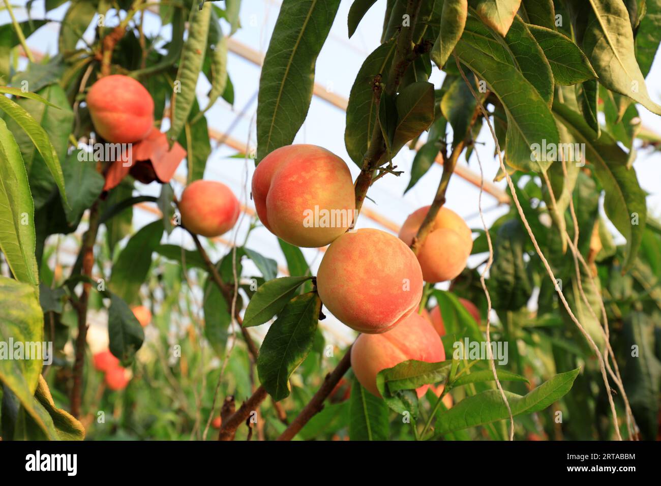 Peaches growing on tree branches hi-res stock photography and images ...