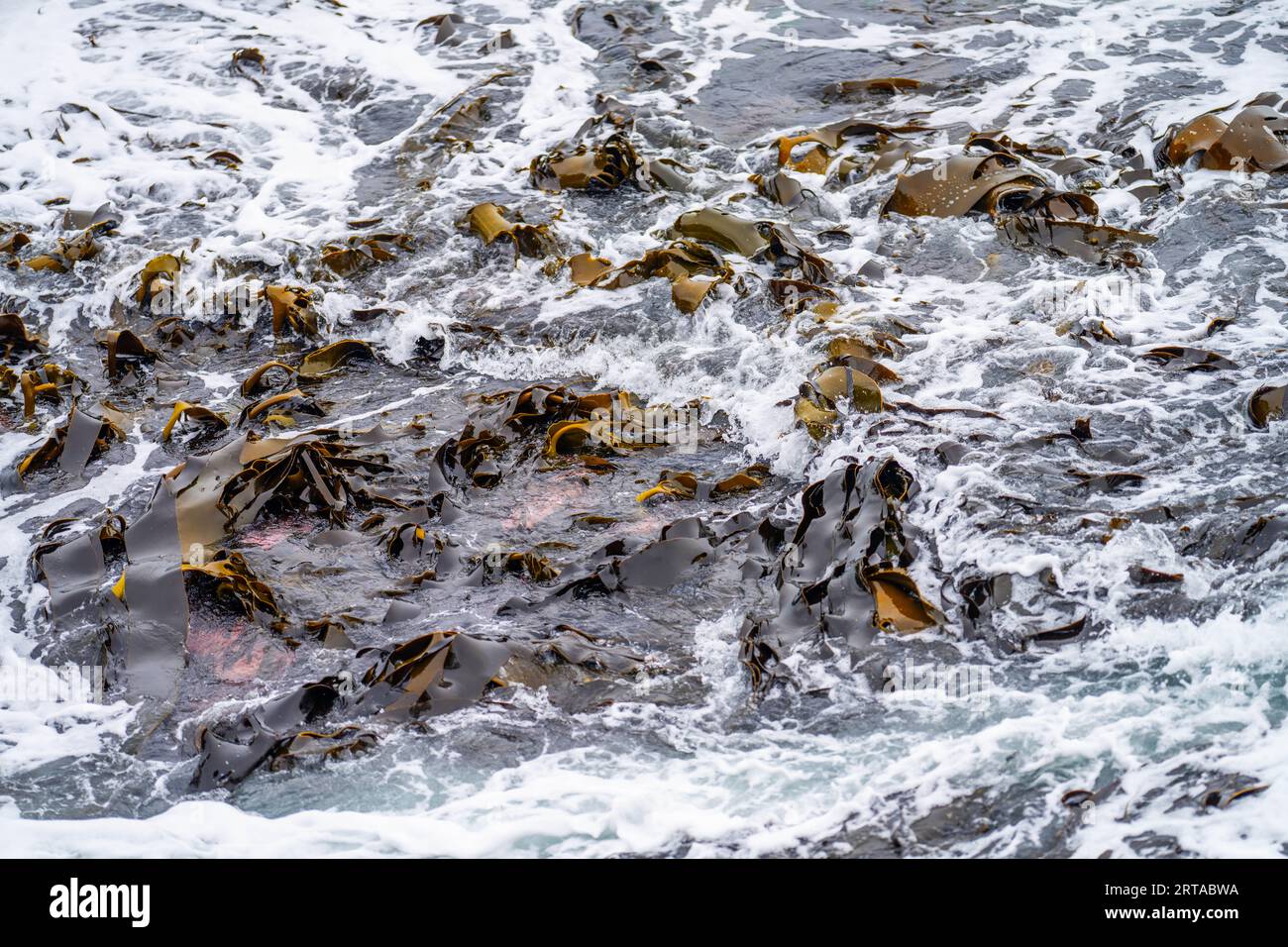 Bull kelp seaweed growing on rocks. Edible sea weed ready to harvest in ...