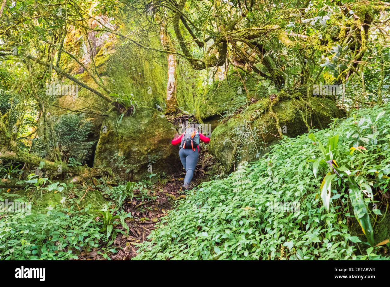 Female hiker walking on wooden hi-res stock photography and images - Alamy