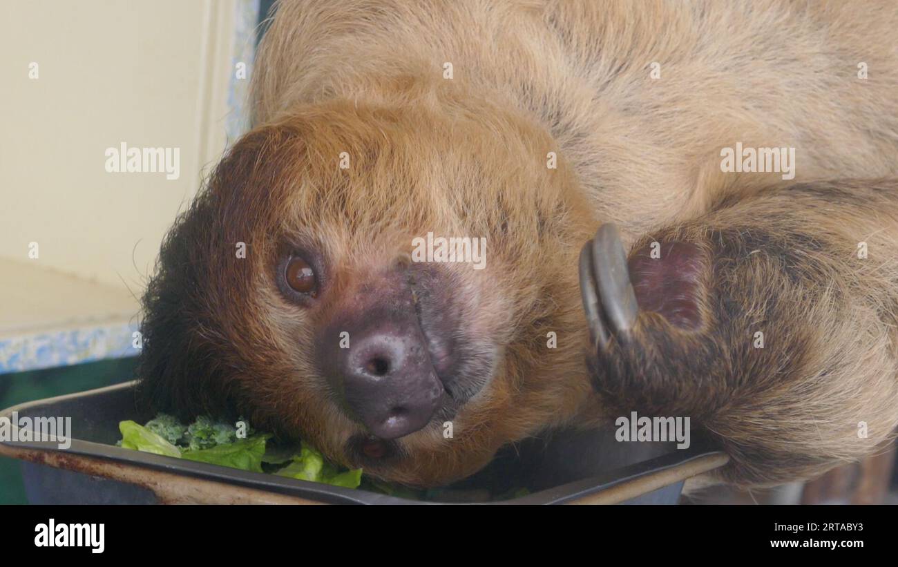 Sloths In California