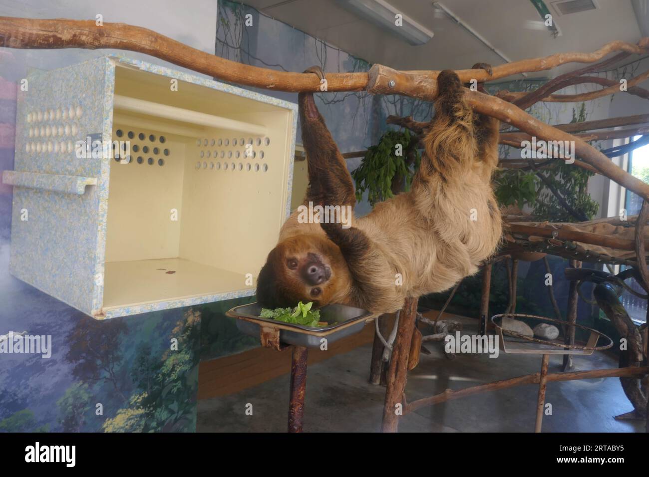 Sloths In California