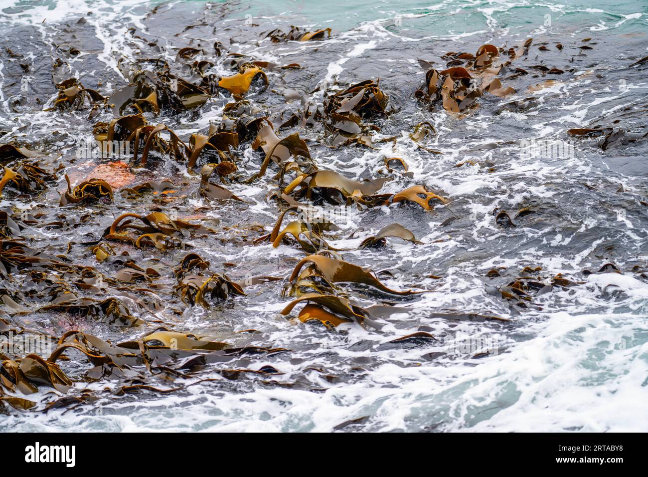 Seaweed and bull kelp growing on rocks in the ocean in australia. Waves ...