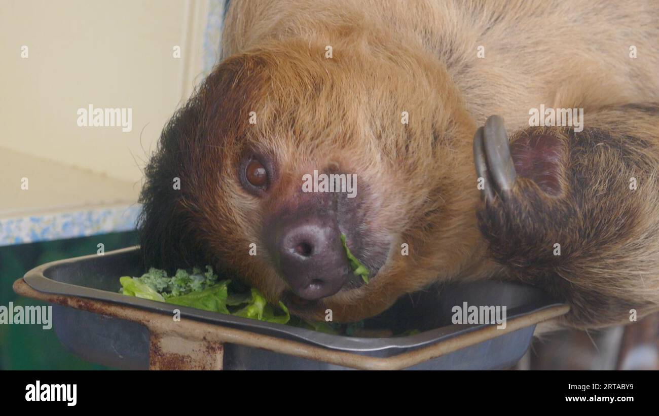 Sloths In California