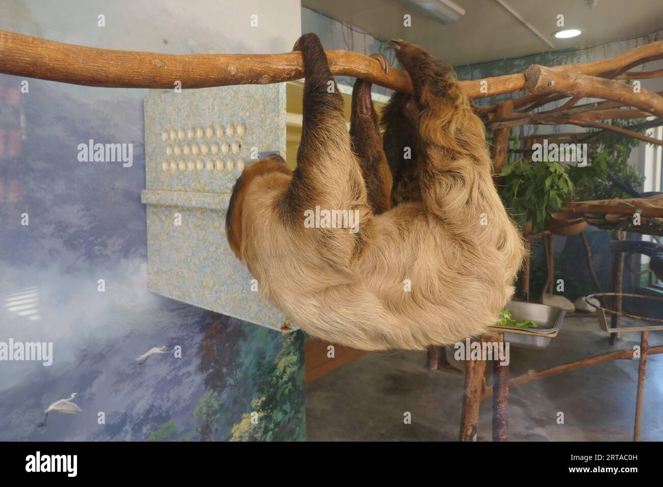 Linneos two toed sloths hi-res stock photography and images - Alamy