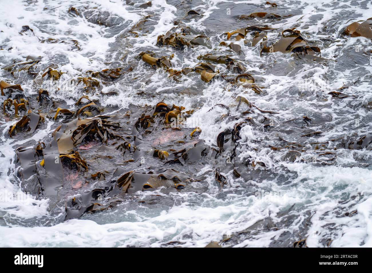 Seaweed and bull kelp growing on rocks in the ocean in australia. Waves ...