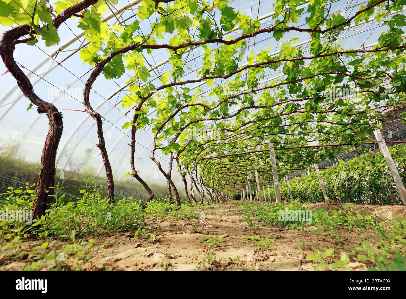 Vineyard interior landscape Stock Photo - Alamy
